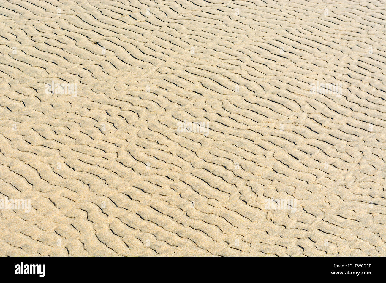 Low tide ripple marks / fluvial ridges in wet beach sand. Mars-like ...