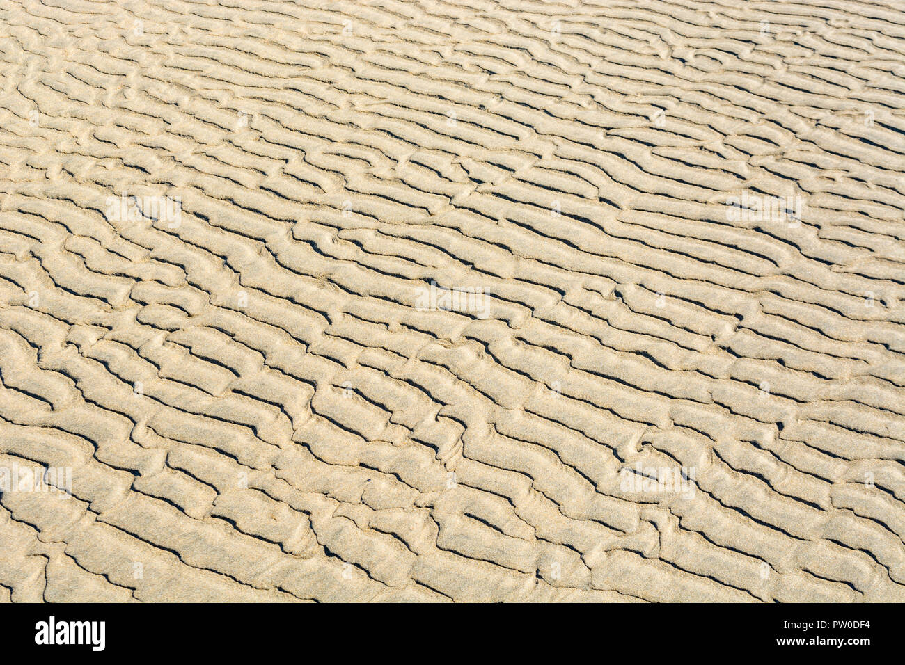 Low tide ripple marks / fluvial ridges in wet beach sand. Mars-like ...