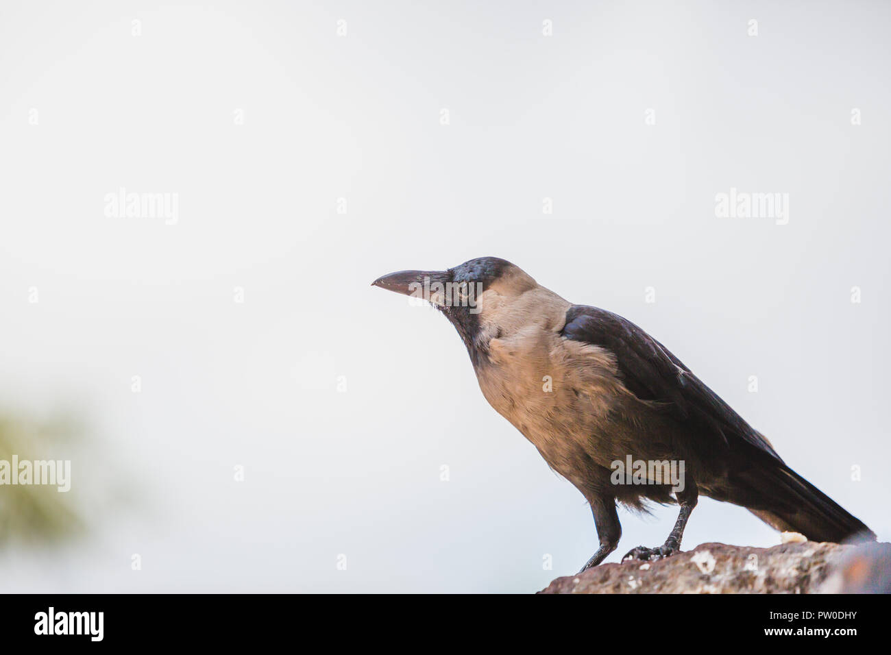 Himalayan crow hi-res stock photography and images - Alamy