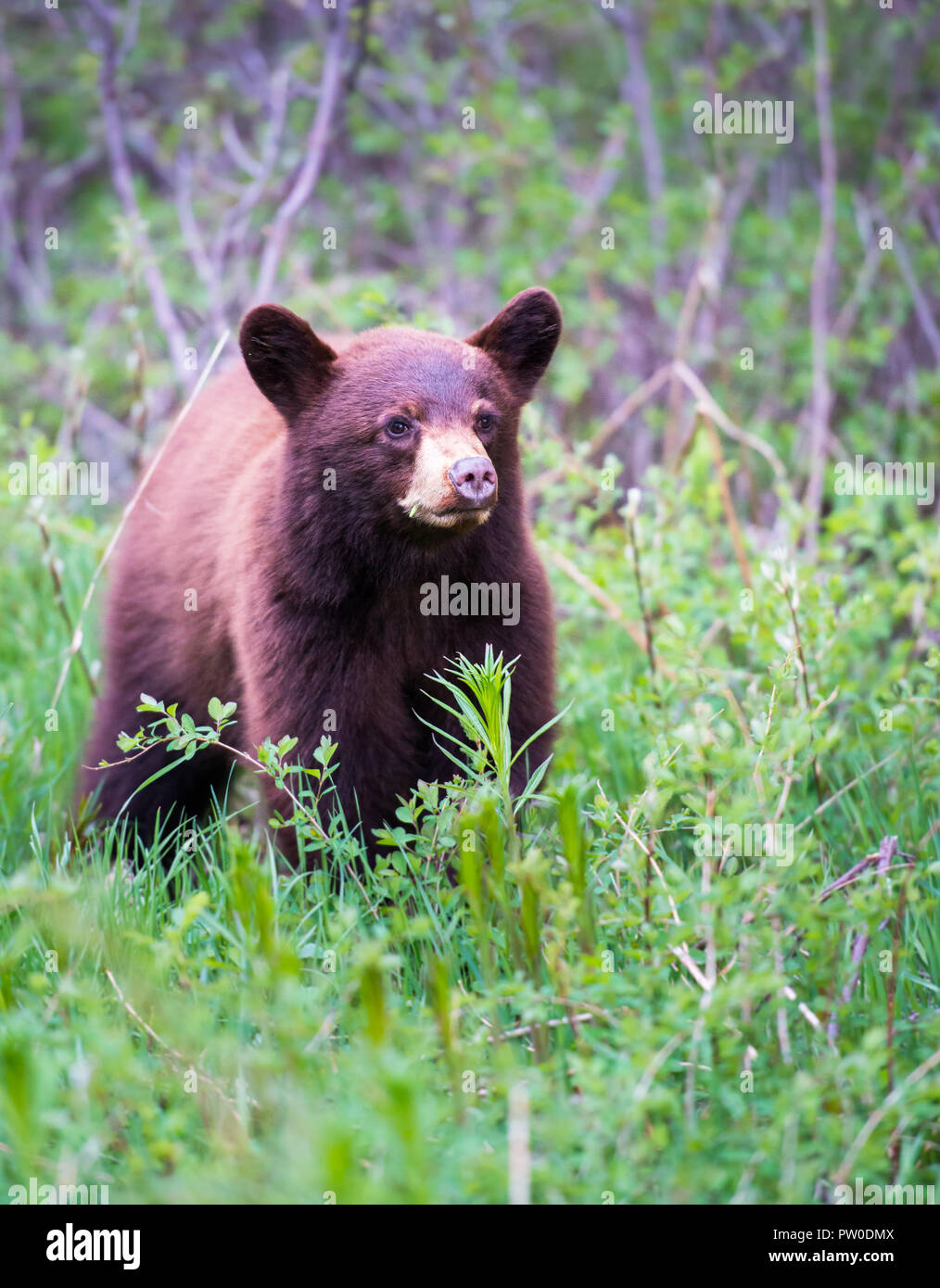 Black bear in the wild Stock Photo - Alamy