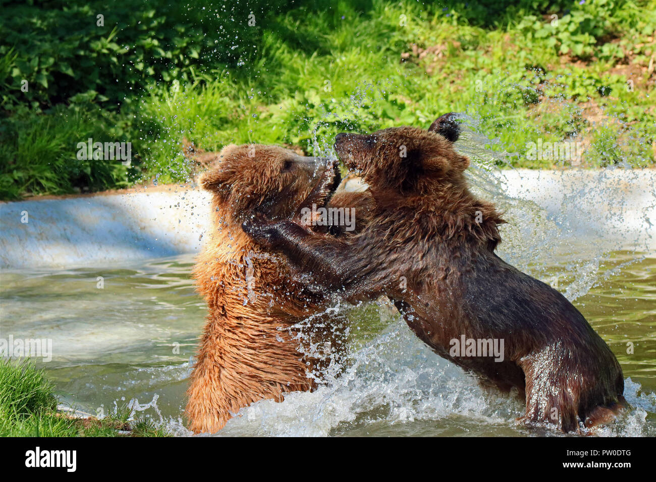 Brown Bears play fighting Stock Photo - Alamy