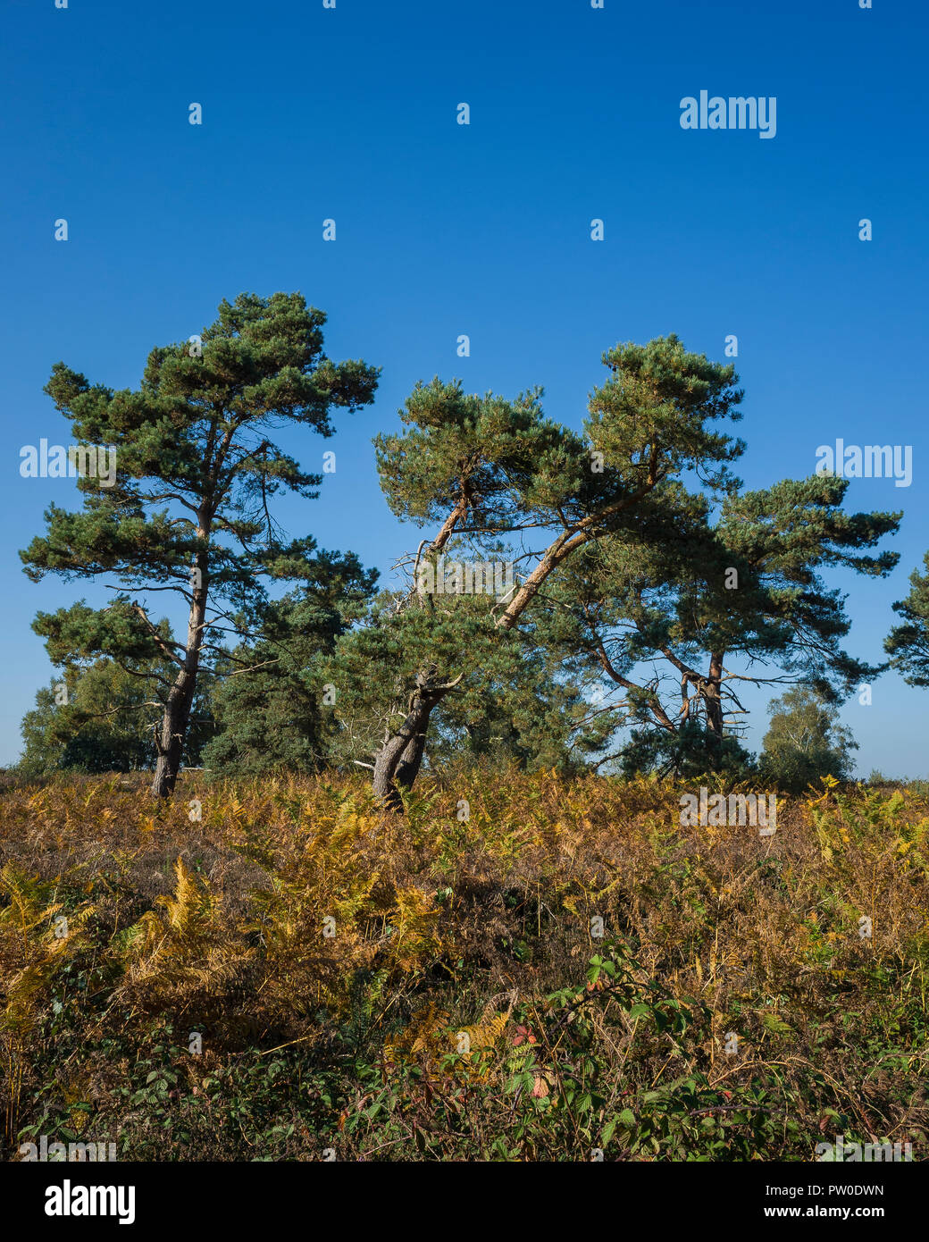 Sutton Heath, Suffolk. England UK. A photographic study in the growing ...