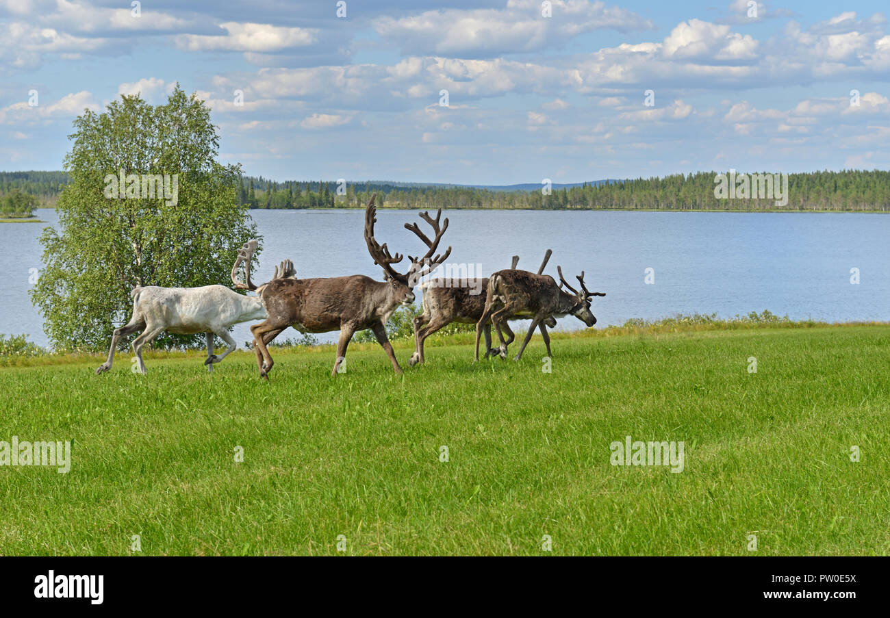 Arctic reindeer lake hi-res stock photography and images - Alamy