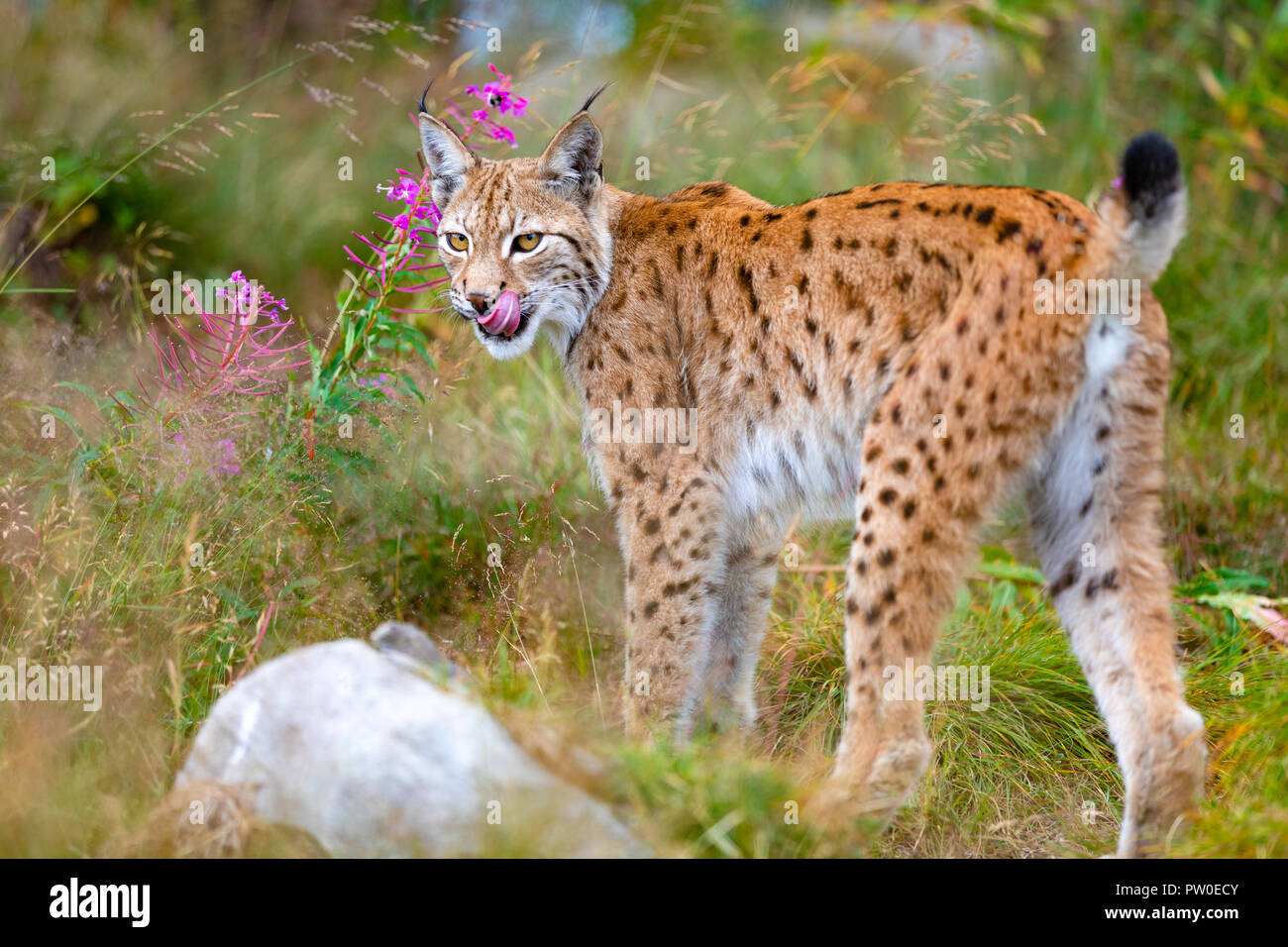 Bobcat mother cub hi-res stock photography and images - Alamy