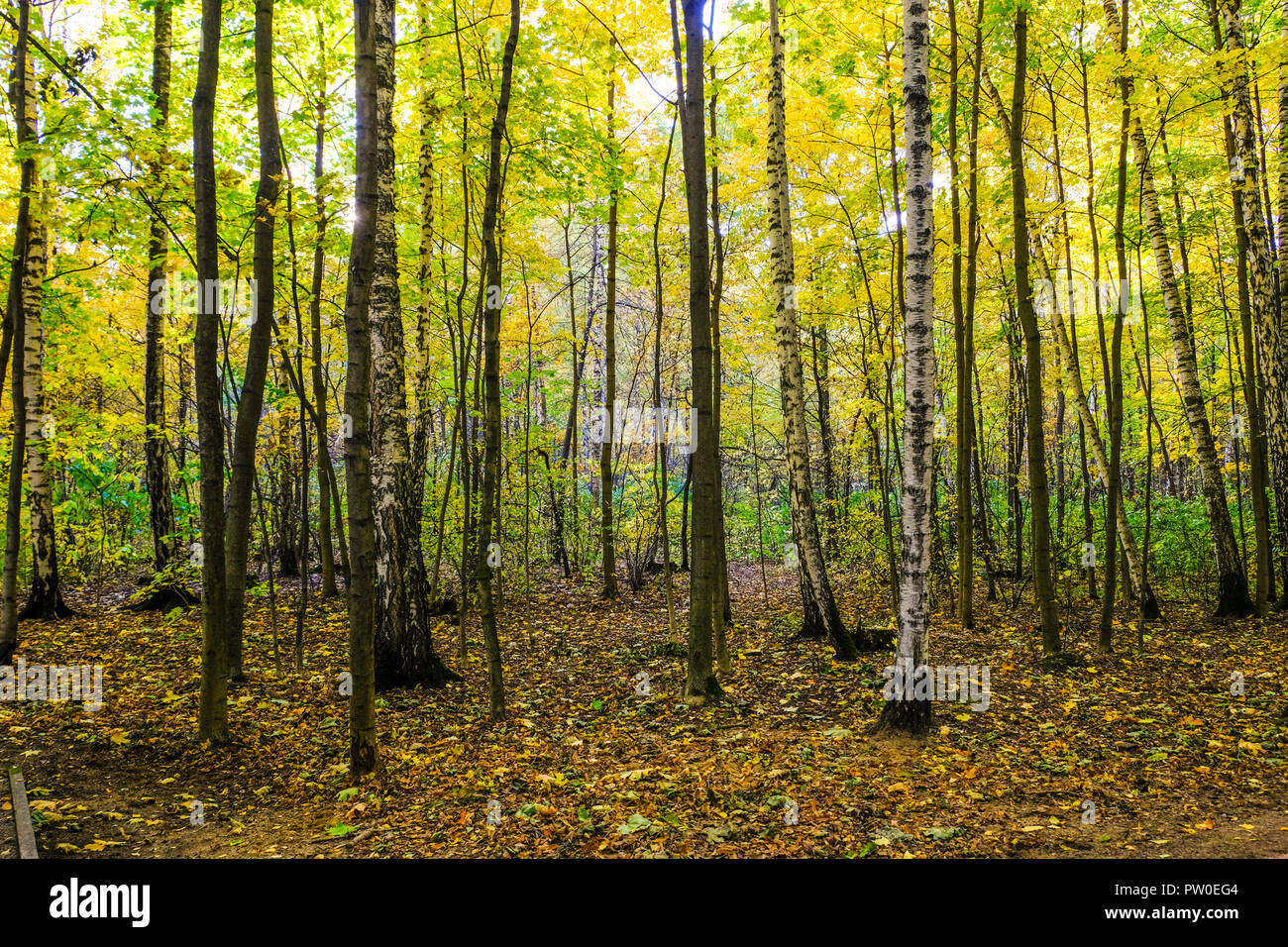 Forest in autumn in Sokolniki park in Moscow Stock Photo - Alamy