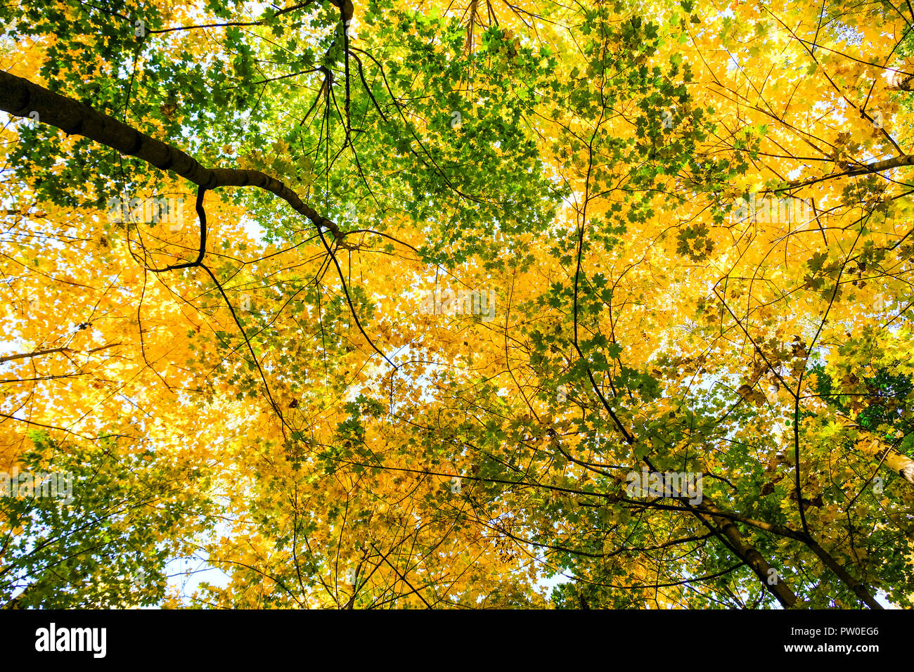 Trees in autumn from the bottom. View of branches and leaves Stock ...