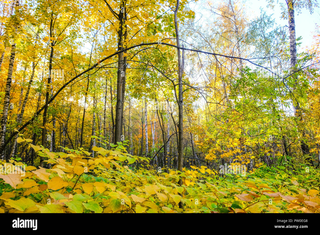 Sokolniki park in fall hi-res stock photography and images - Alamy