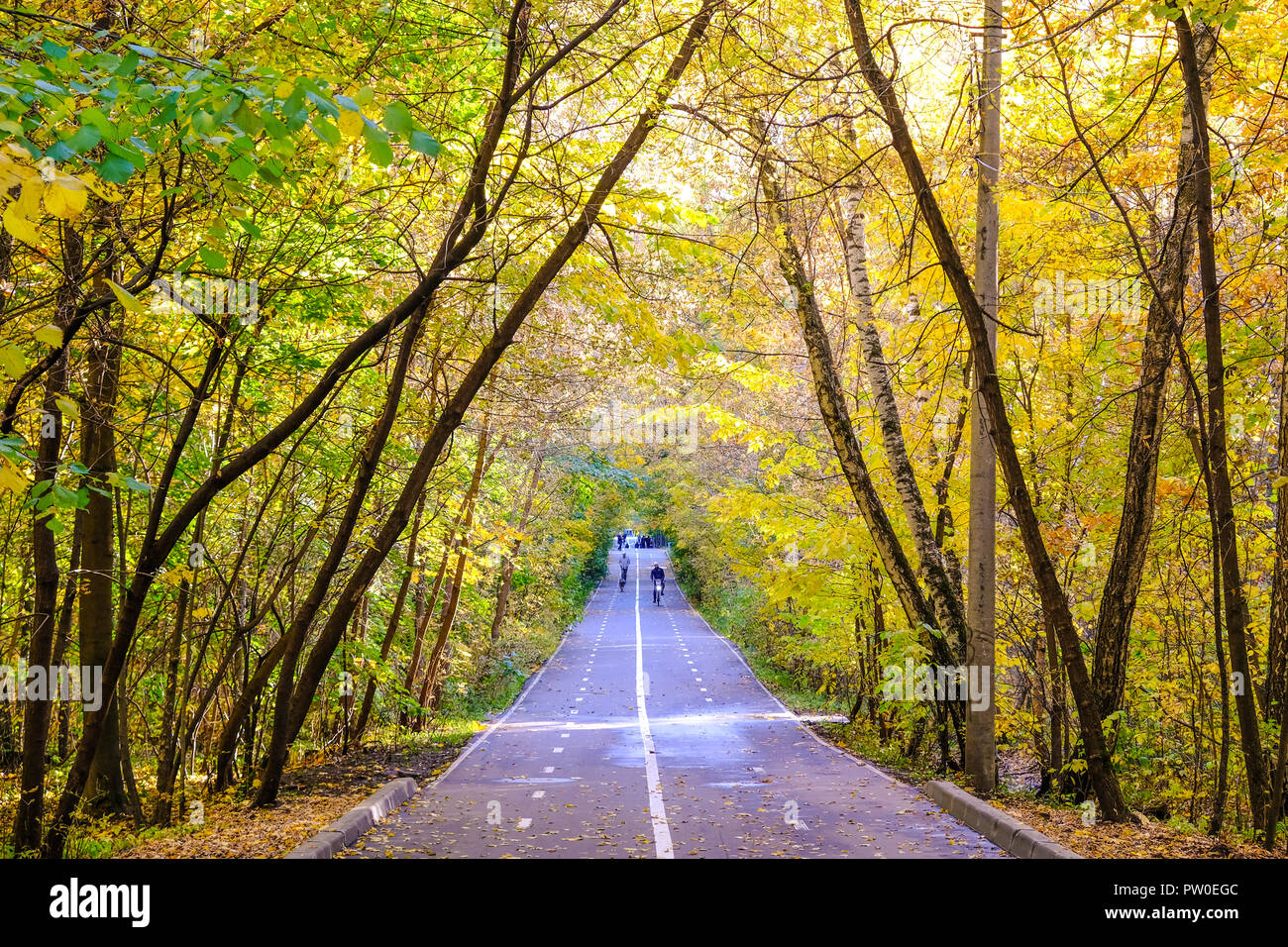 Forest in autumn in Sokolniki park in Moscow Stock Photo - Alamy