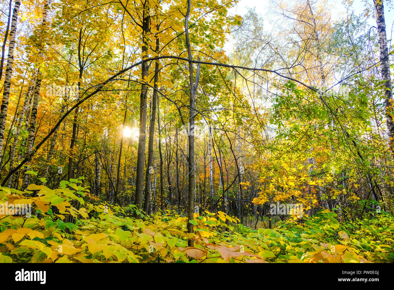 Forest in autumn in Sokolniki park in Moscow Stock Photo - Alamy