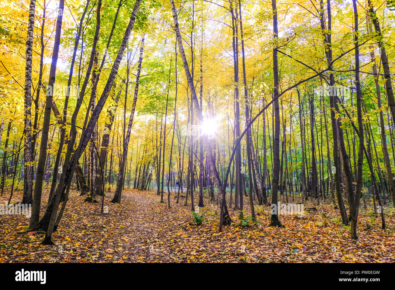 Sokolniki park in fall hi-res stock photography and images - Alamy