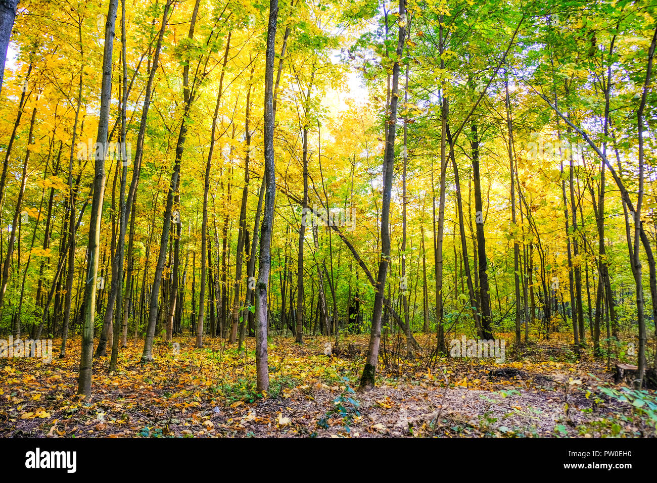 Sokolniki park in fall hi-res stock photography and images - Alamy