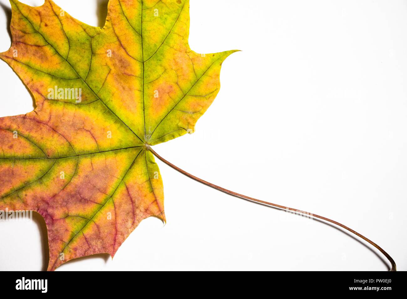 Beautiful different shades of maple leaf lies on a white background ...