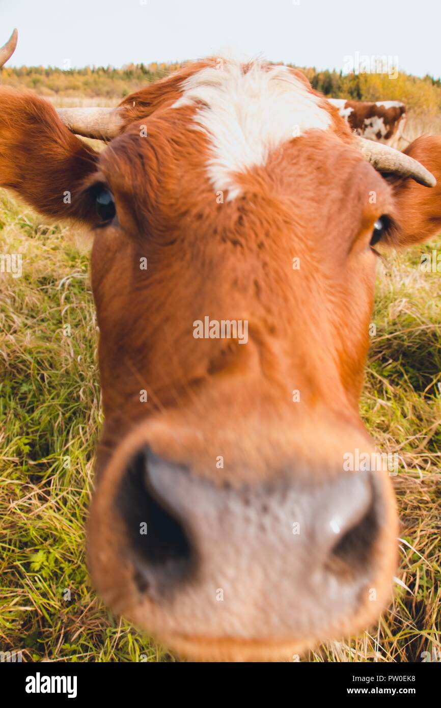 Curious extraction hi-res stock photography and images - Alamy