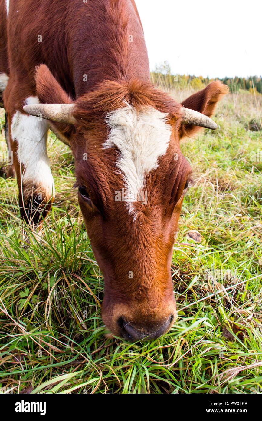 Young and beautiful cow in pasture. Cows live on a farm. They are bred ...