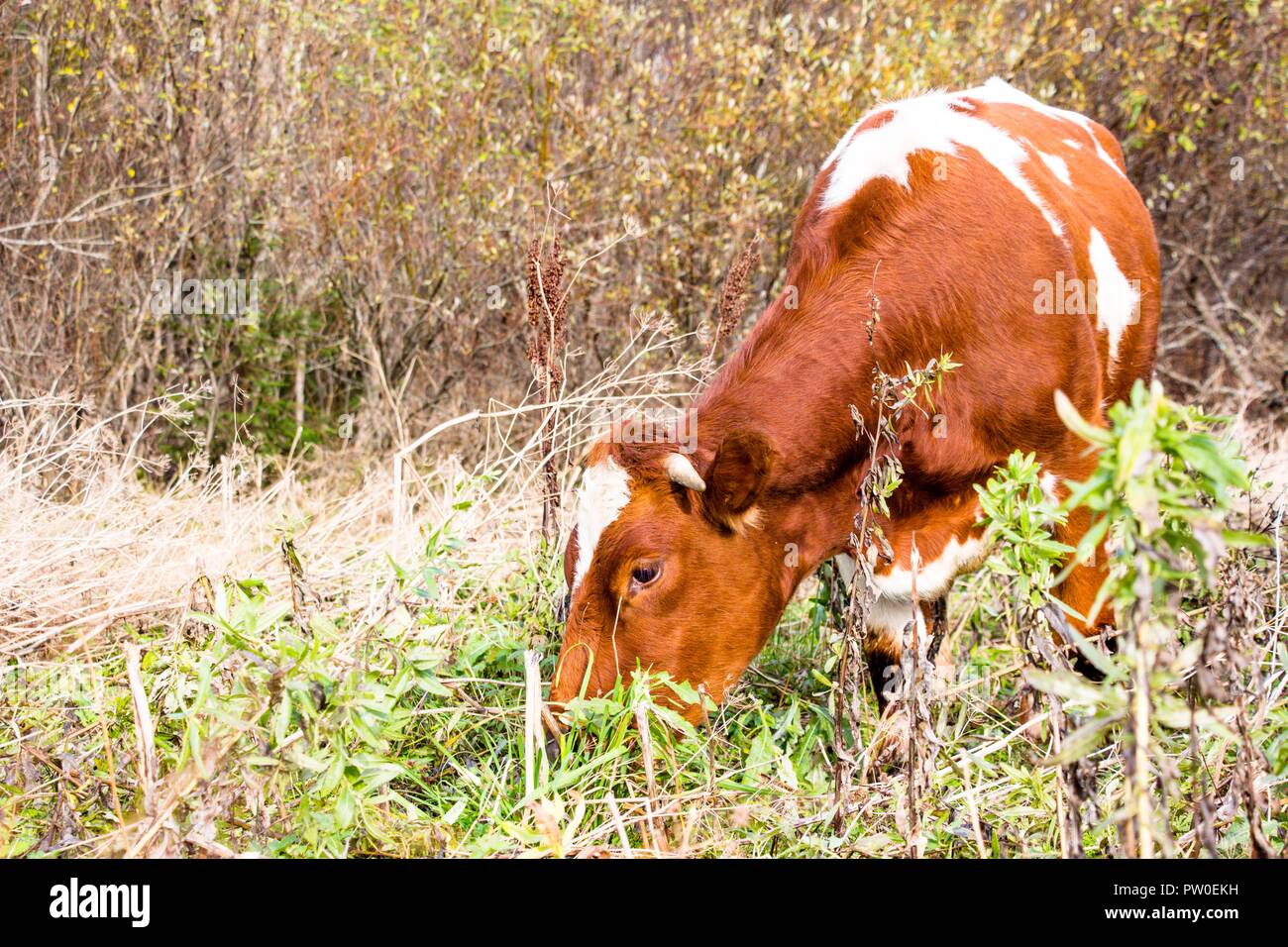 A young and beautiful cow eats grass on pasture. Cows live on a farm ...