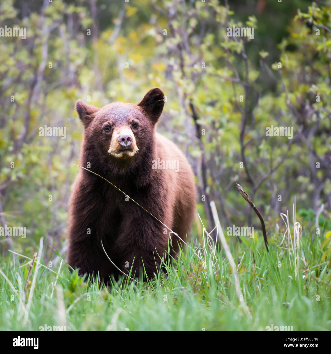 Black bear cub in the wilderness Stock Photo - Alamy