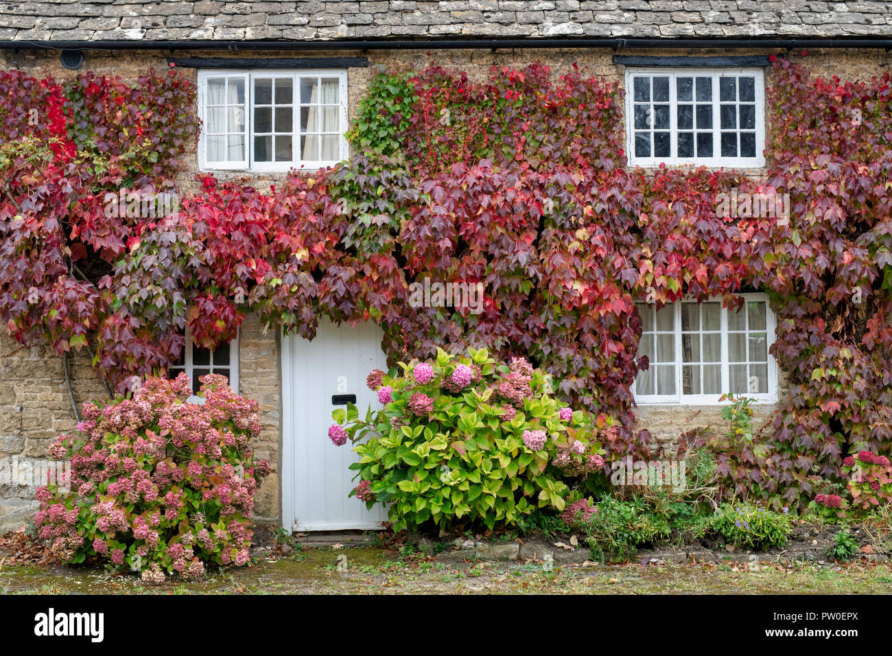 Parthenocissus tricuspidata. Boston Ivy / Japanese Creeper covering the ...