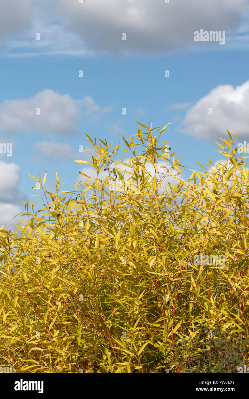 Autumn willow tree hi-res stock photography and images - Alamy