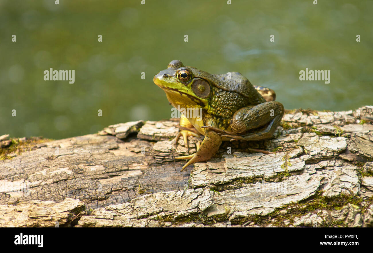 American Bull Frog (Lithobates catesbeianus) on rotting tree stump in ...