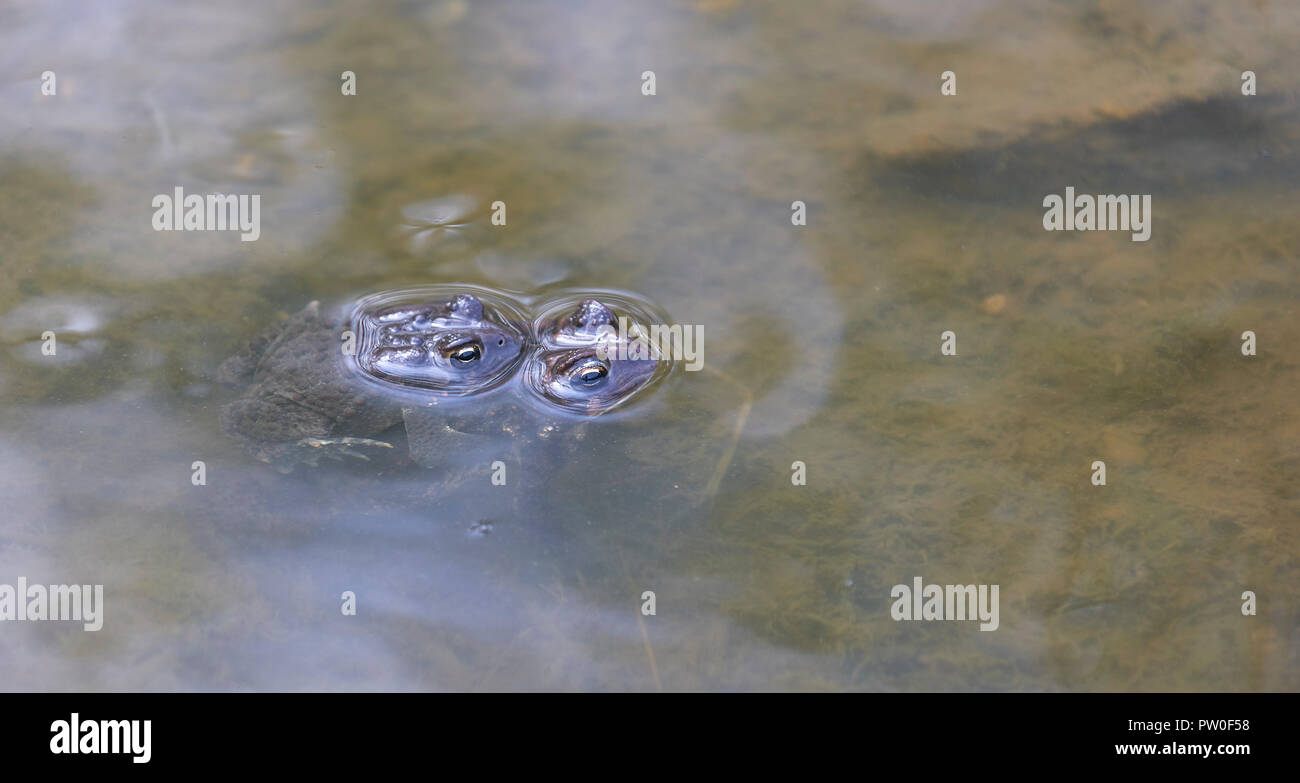 Two american toads (Bufo americanus) in pond during mating season Stock ...
