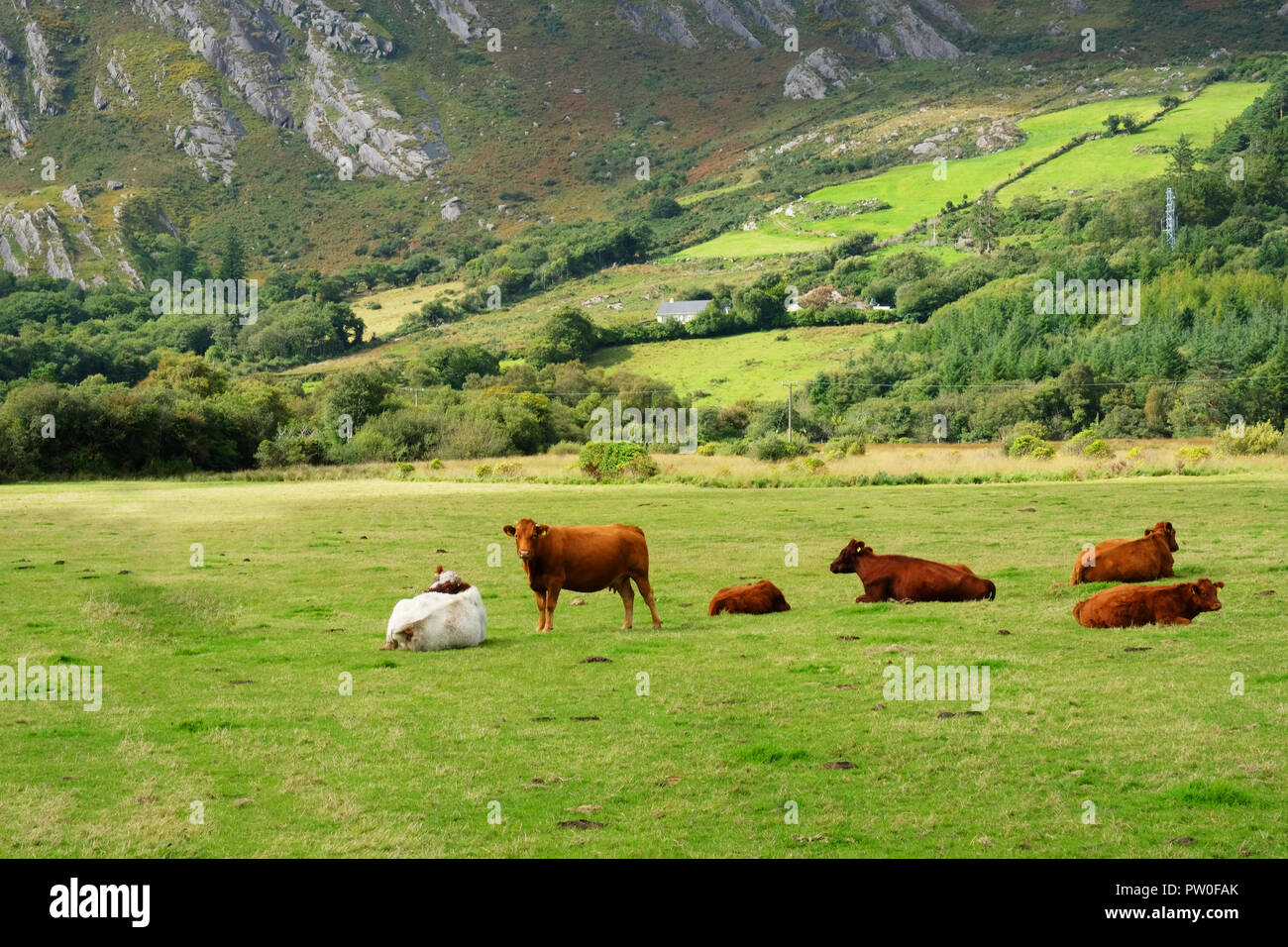 Small herd of beef cattle, County Kerry, Ireland - John Gollop Stock ...