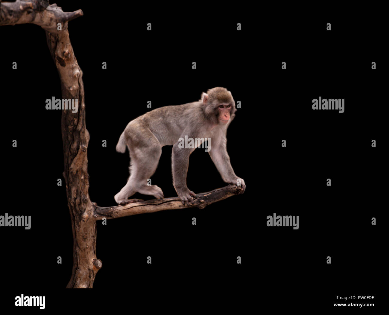 Funny monkey on the tree Isolated on Black Background Stock Photo - Alamy