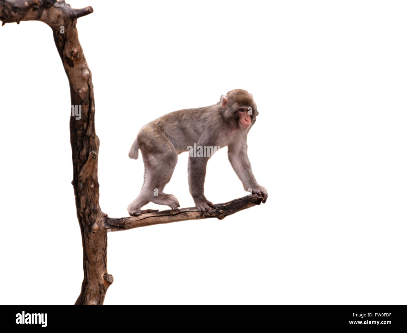 Funny monkey on the tree Isolated on White Background Stock Photo - Alamy