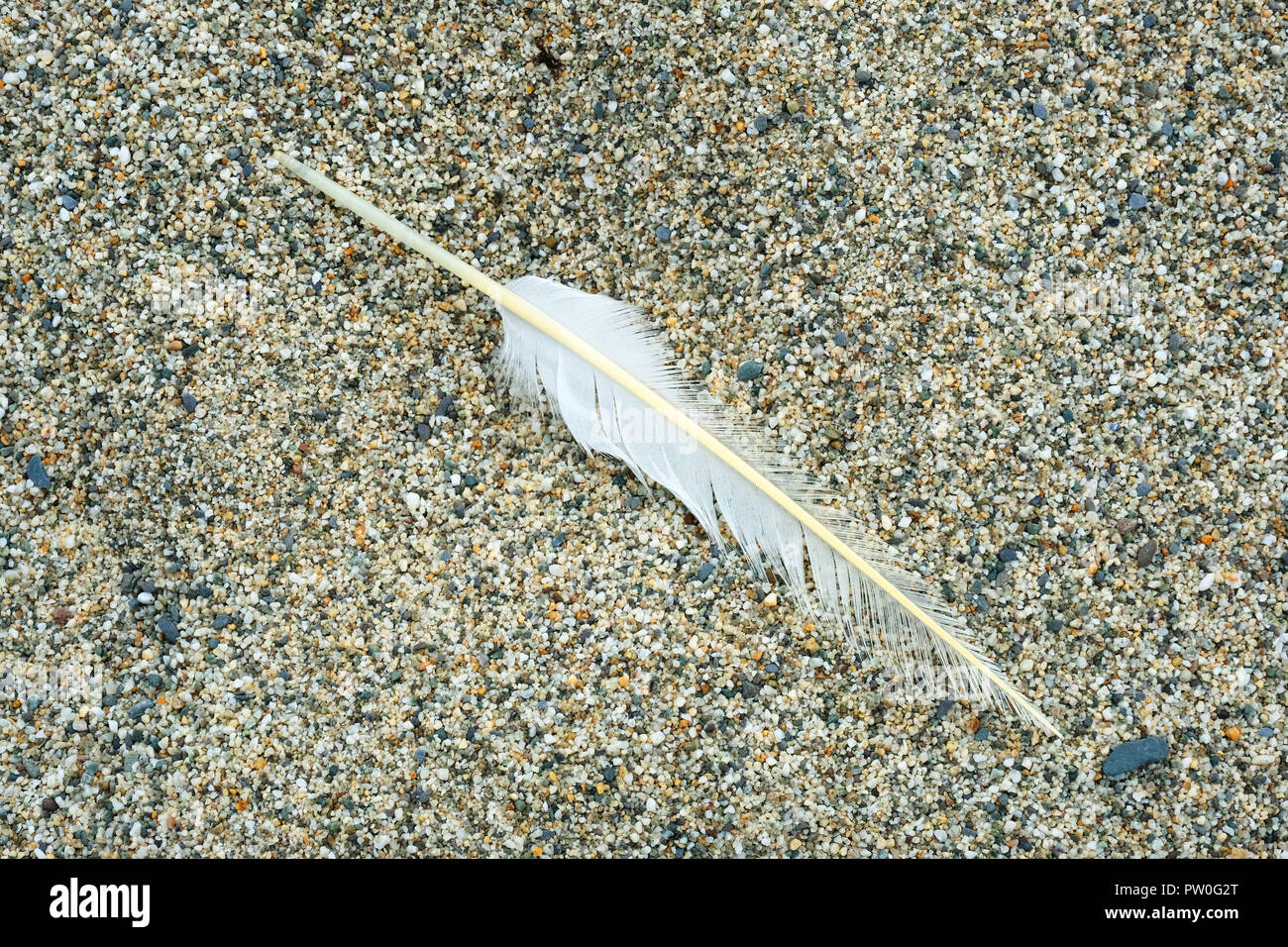 Single birds feather lying on a sandy bach - John Gollop Stock Photo ...