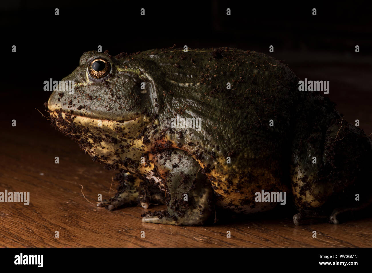 African pixie frog hi-res stock photography and images - Alamy