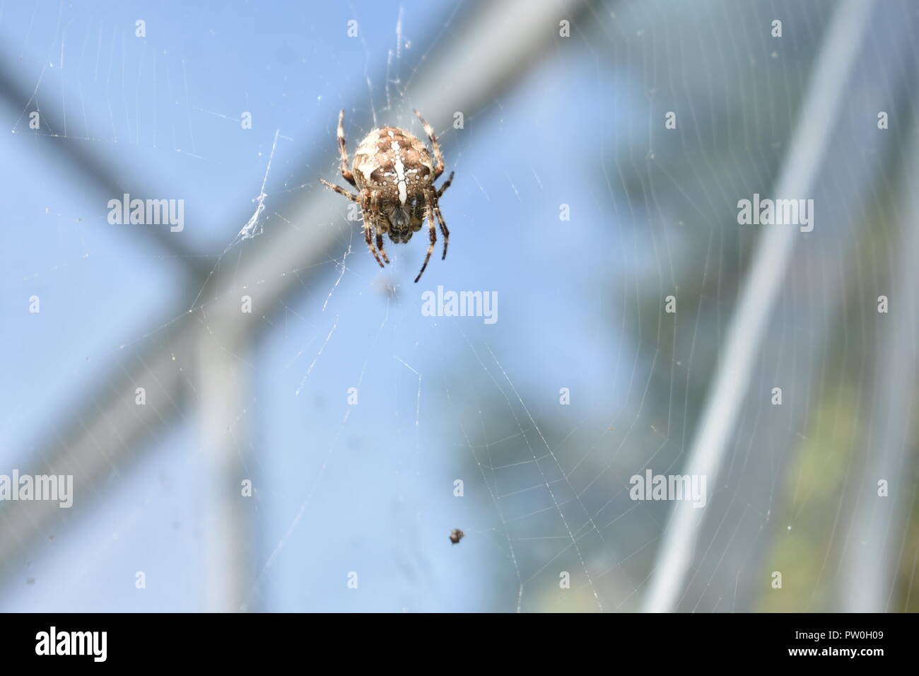 Common Garden Spider Stock Photo - Alamy