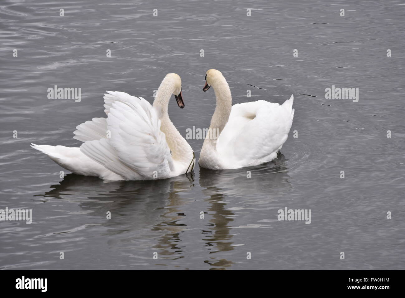Elegant animals hi-res stock photography and images - Alamy