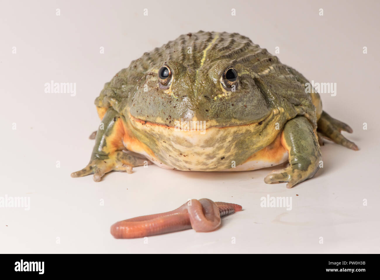 Snack time hi-res stock photography and images - Alamy