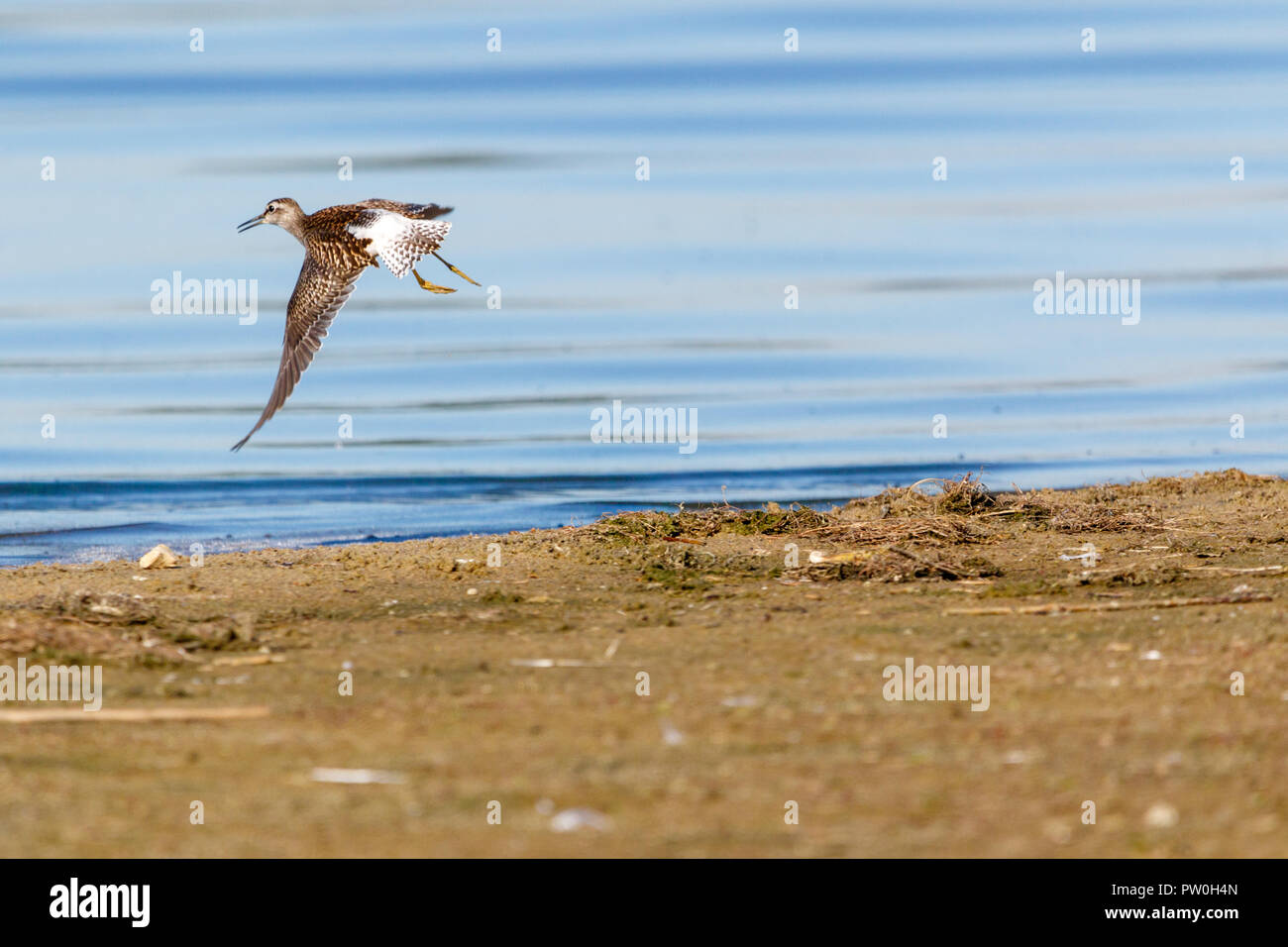 Wood sandpiper flying hi-res stock photography and images - Alamy