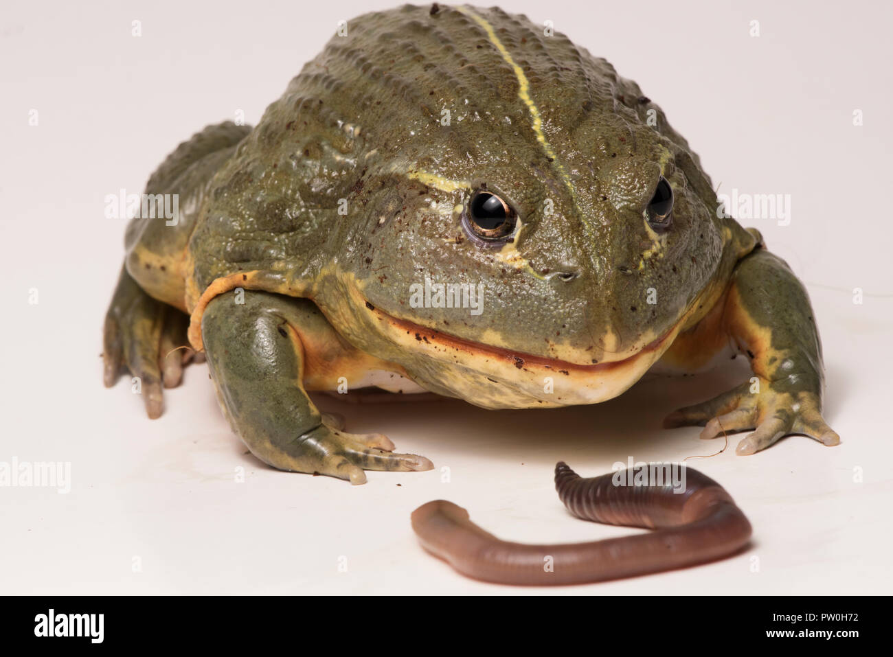 Frog head on view hi-res stock photography and images - Alamy