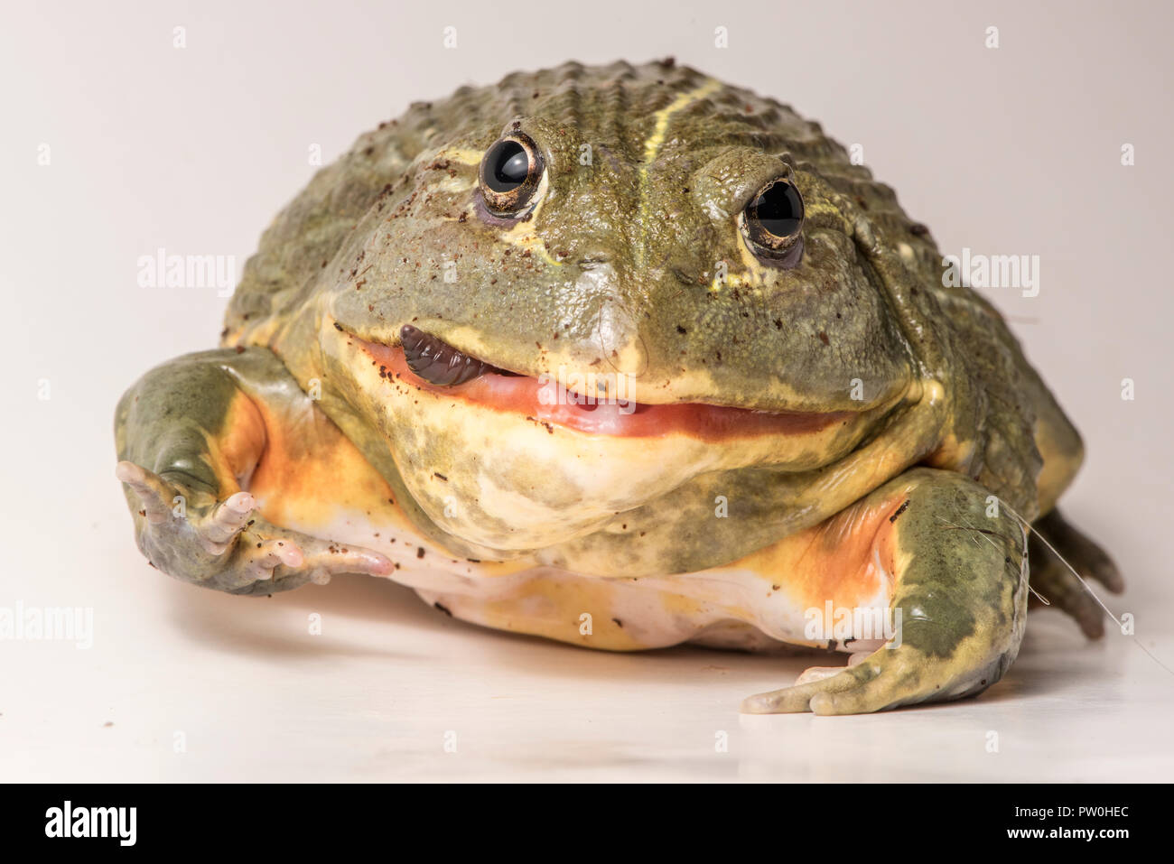 Double chin hi-res stock photography and images - Alamy