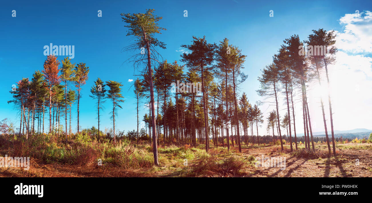 Interesting evergreen trees in the summer sky Stock Photo - Alamy