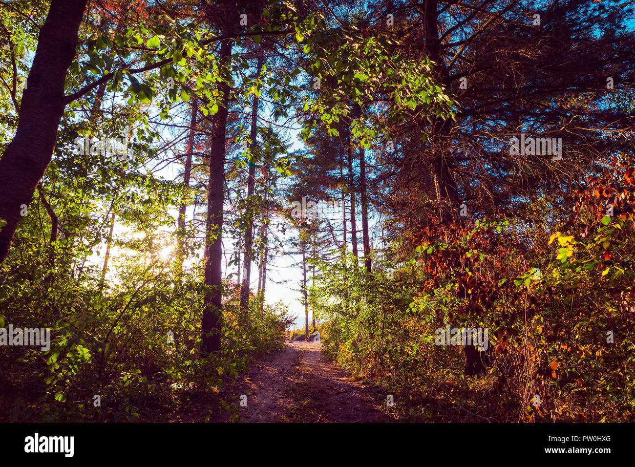 Sun rays in the colorful woods in autumn Stock Photo - Alamy