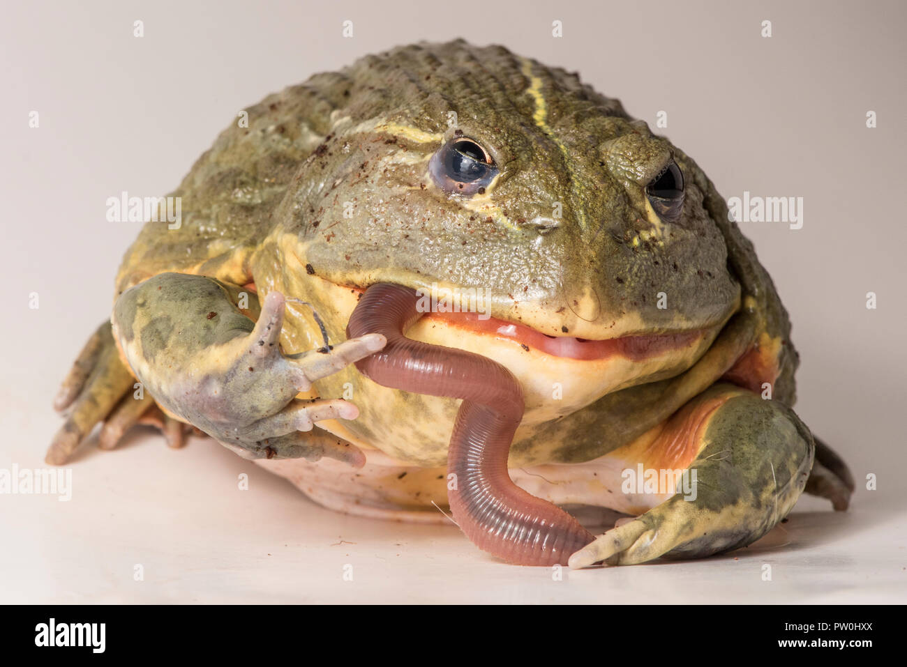 Bullfrog eating worm hi-res stock photography and images - Alamy