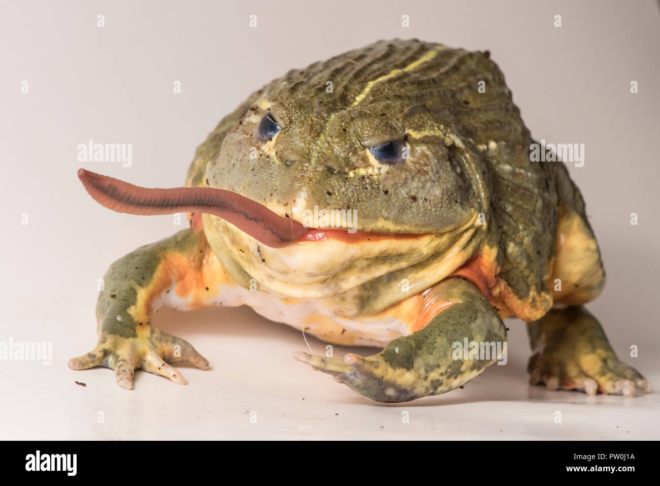 Frog eating worm hi-res stock photography and images - Alamy