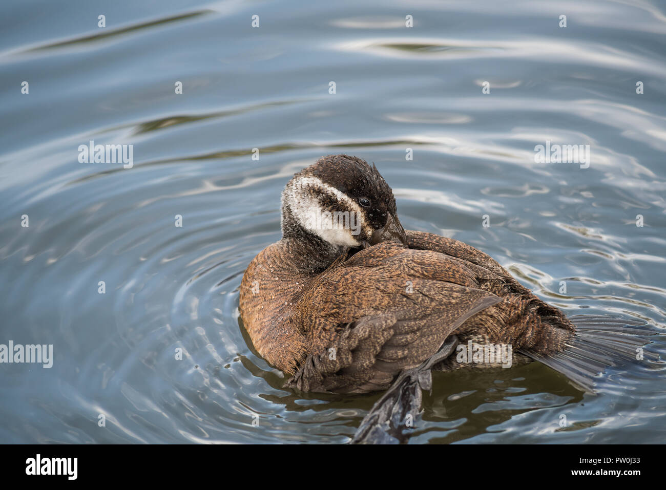 Preening, Female White Headed Duck, Oxyura Leucocephalia, in water ...