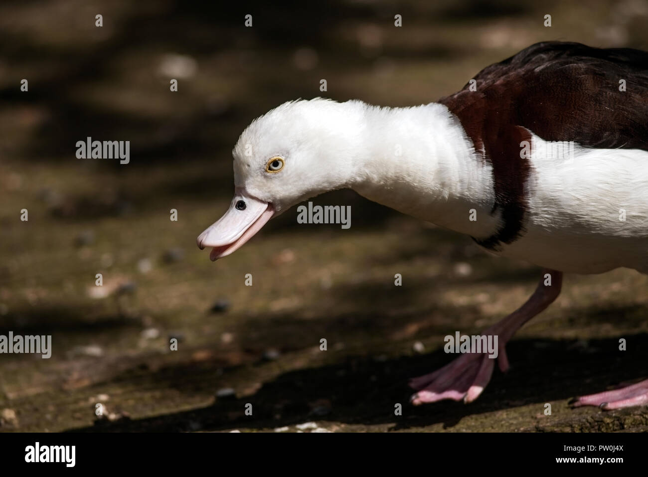 Left facing head neck and upper body portrait of walking Radjah ...