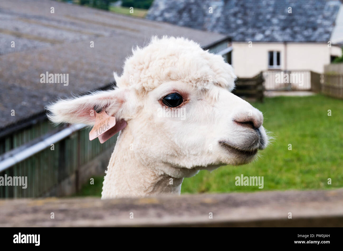 Alpaca, with ear tag, on a UK farm Stock Photo - Alamy