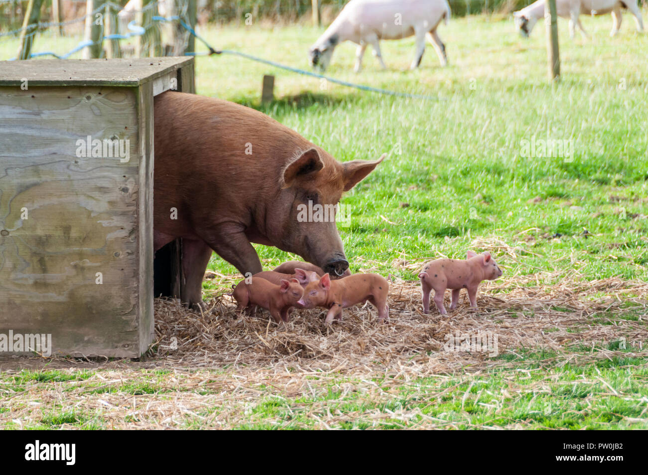 Pig litter hi-res stock photography and images - Alamy