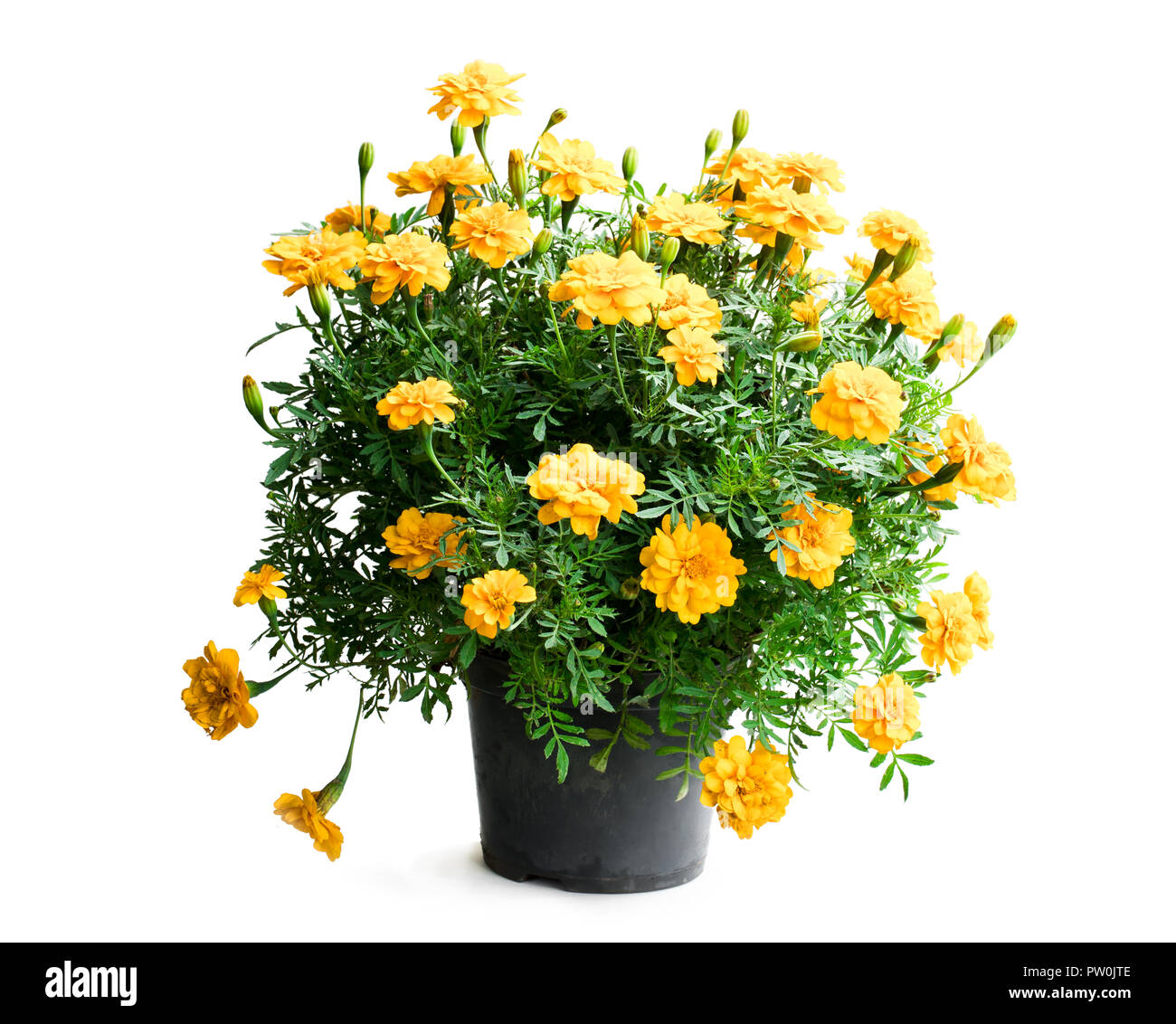 yellow marigold plant in dark bucket isolated Stock Photo - Alamy