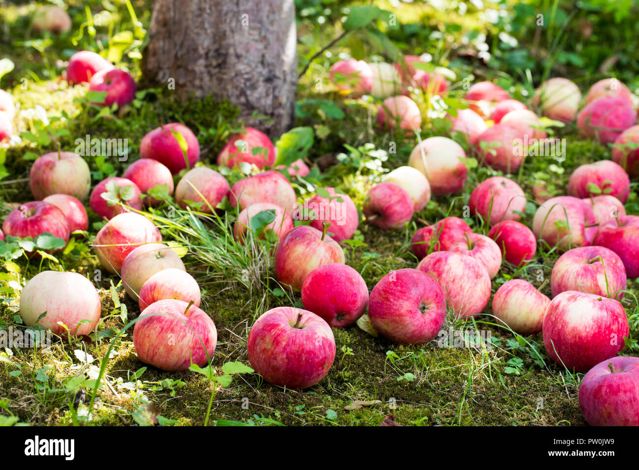 ripen apples on the grass under the apple tree Stock Photo - Alamy