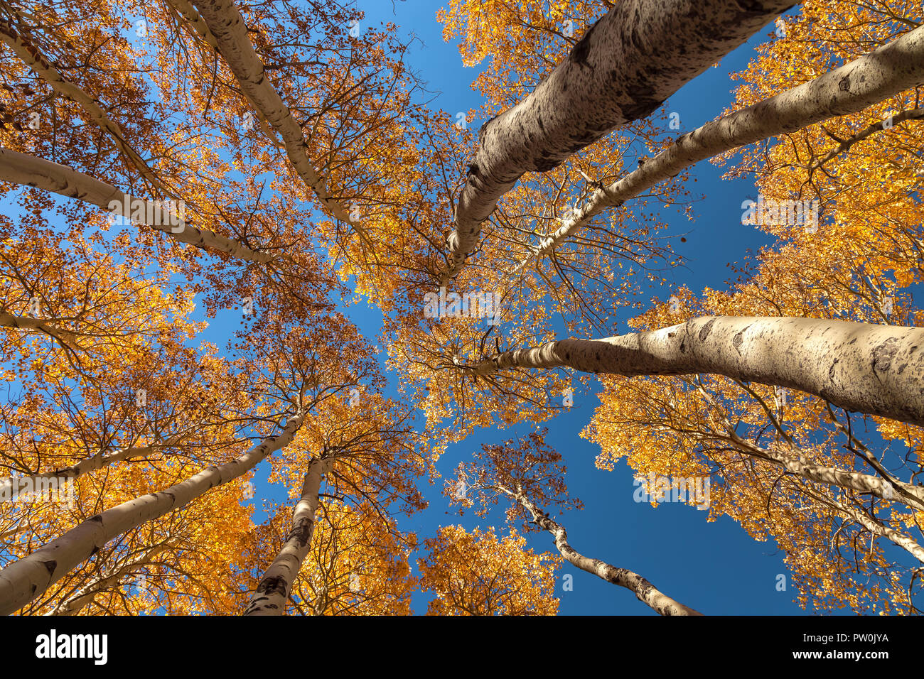 Aspen trees in fall foliage, Inyo National Forest, California, United ...