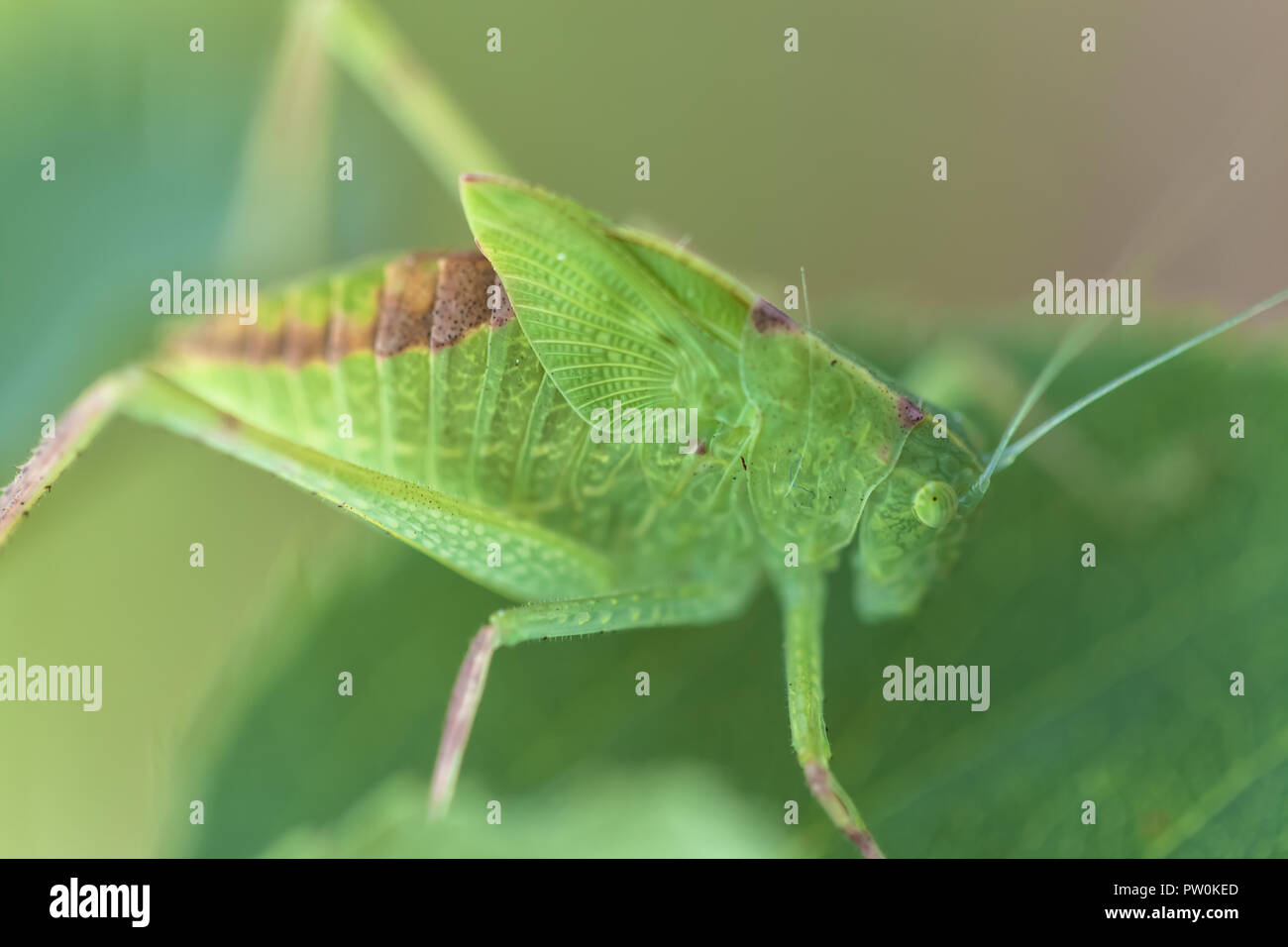 Katydid tettigoniidae juvenile hi-res stock photography and images - Alamy