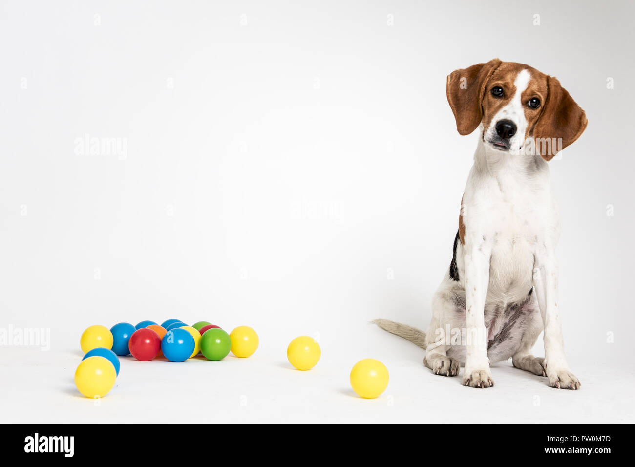 Cute beagle posing in a studio Stock Photo - Alamy