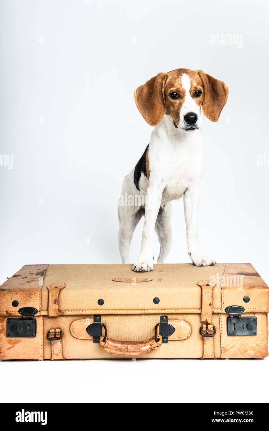 Cute beagle posing in a studio Stock Photo - Alamy