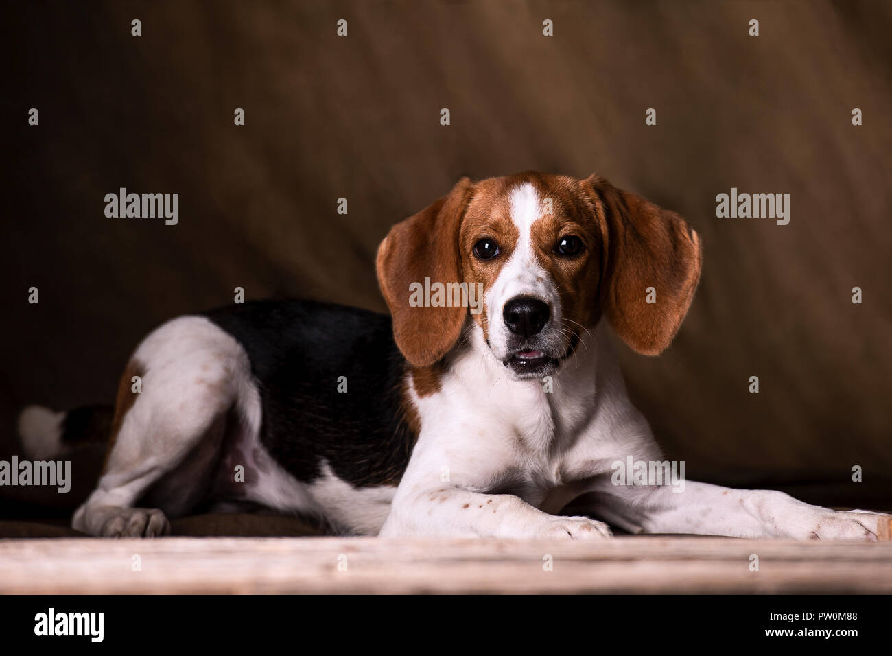 Cute beagle posing in a studio Stock Photo - Alamy